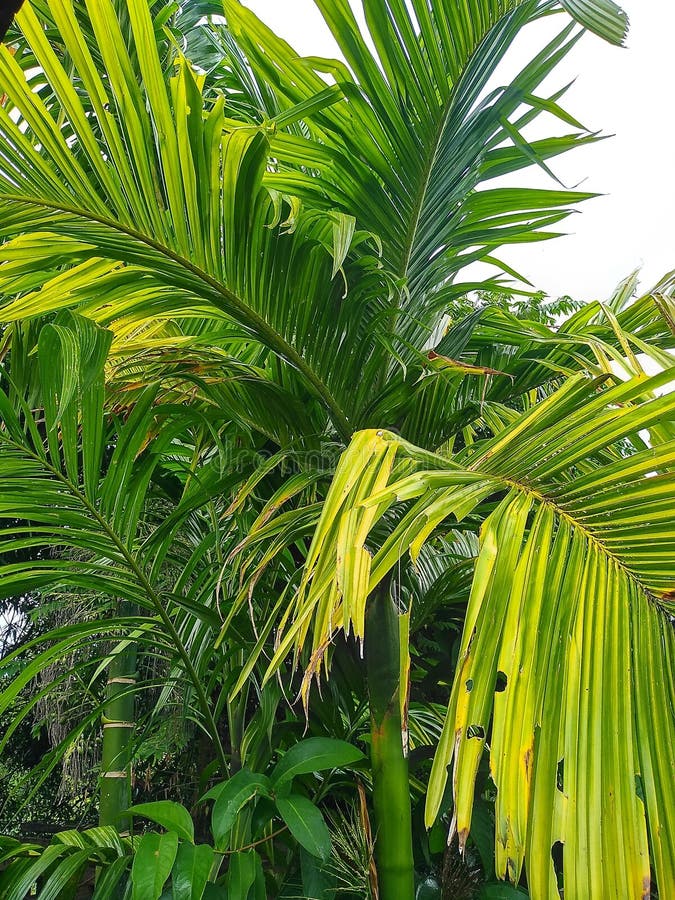 Areca palm stock photo. Image of areca, leaf, palm, yellow - 337525994
