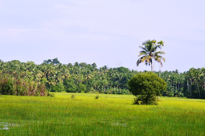 Areca Palm and Coconut Tree at Center of Paddy Field Stock Image ...