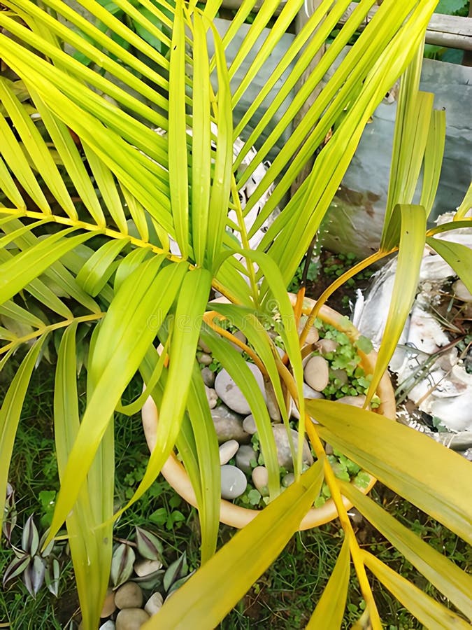 Areca Palm in Garden with Beautiful Picture Stock Image - Image of ...