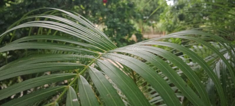 Areca palm leaf closeup stock image. Image of garden - 254971695