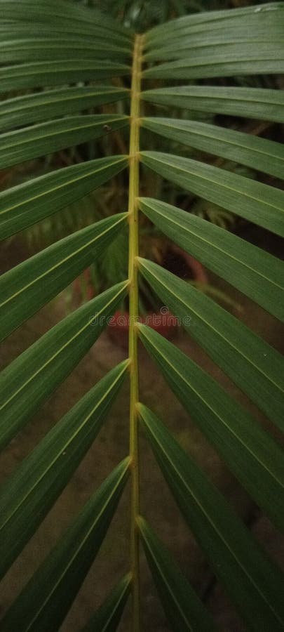 2,360 Areca Palm Leaf Stock Photos - Free & Royalty-Free Stock Photos ...