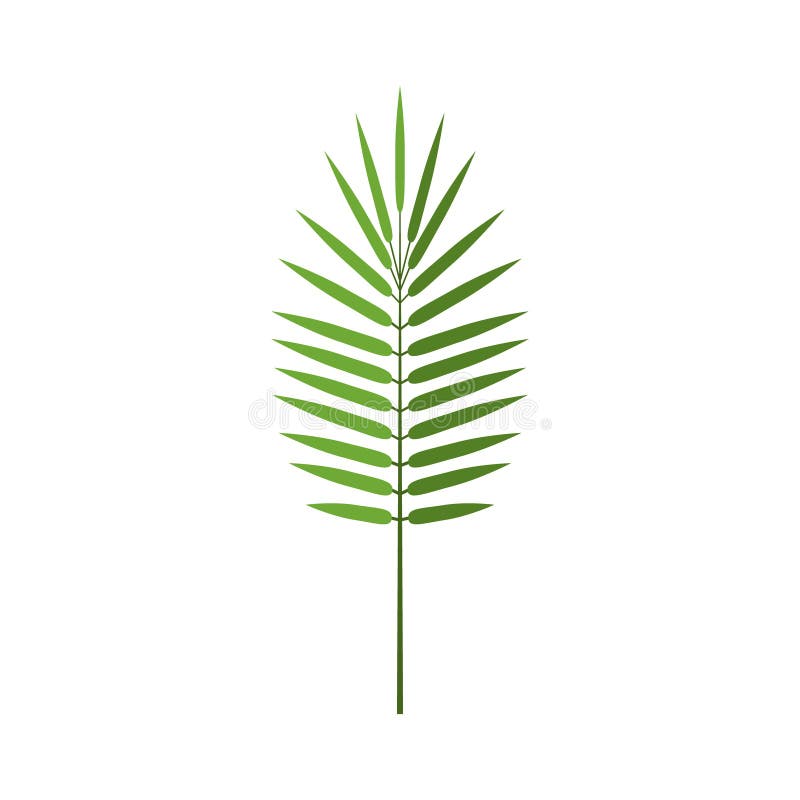 Areca Palm Leaf in Flat Style, Vector Stock Vector - Illustration of ...