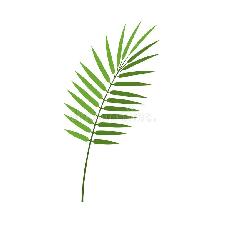 Areca Palm Leaf in Flat Style, Vector Stock Vector - Illustration of ...