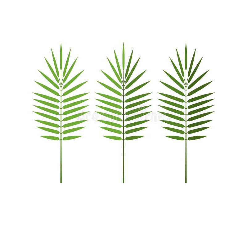 Areca Palm Leaf in Flat Style, Vector Stock Vector - Illustration of ...