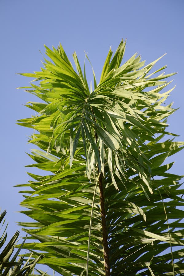 Areca Palm Tree in Nature Garden Stock Photo - Image of leaf, natural ...
