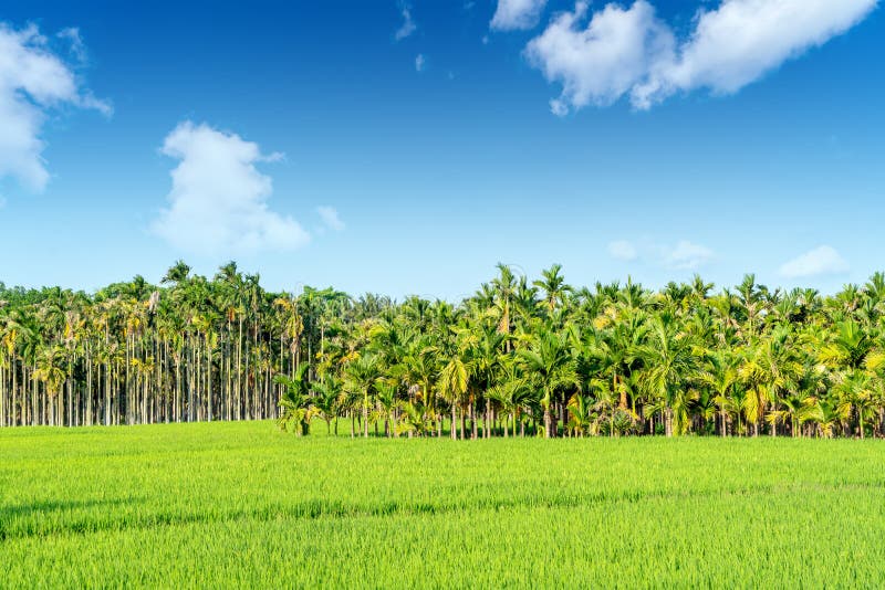 Betel Nut Orchard and Rice Fields in Hainan, China Stock Image - Image ...
