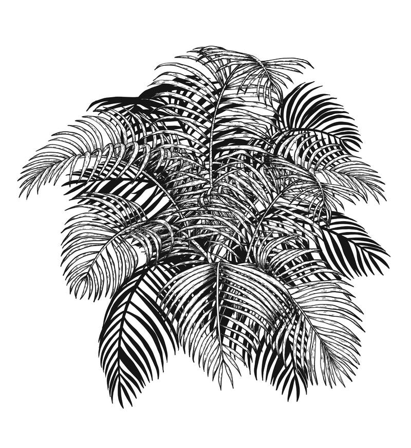 Line Areca Stock Illustrations – 155 Line Areca Stock Illustrations ...