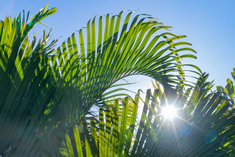 Areca Palm and sun burst stock photo. Image of palm - 151966162