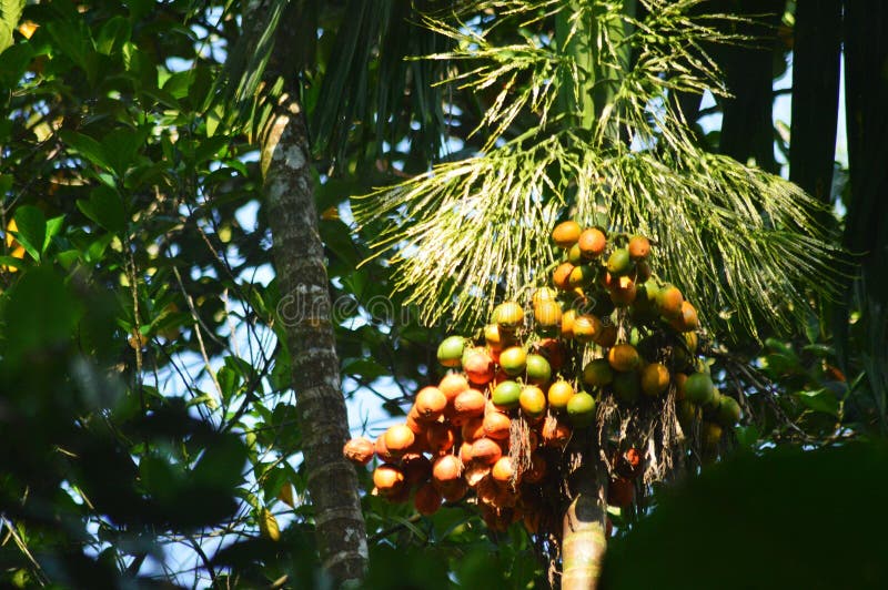 Areca Palm Tree and the Fruit Stock Photo - Image of shrub, produce ...