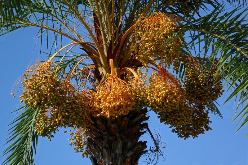 Areca Palm Tree with Fruit Clusters Stock Image - Image of frond ...