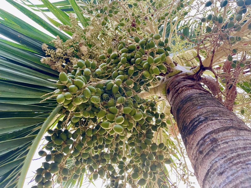 Areca palm trees stock image. Image of agriculture, areca - 312824843