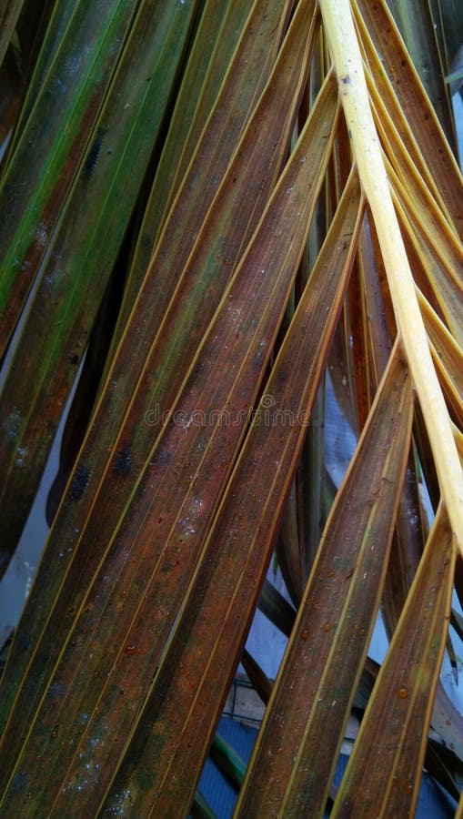 Areca Palm Tree Leaves that Have Fallen Stock Image - Image of time ...