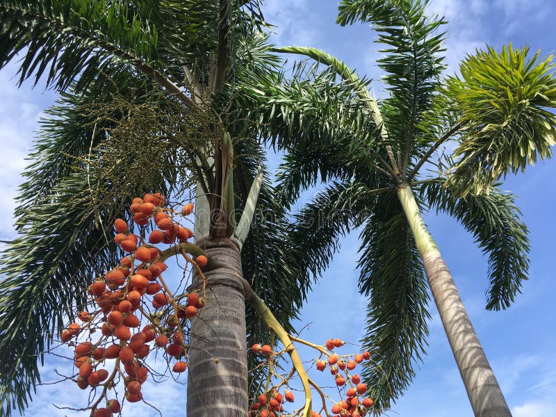 Areca palm leaves stock image. Image of palm, evergreen - 109640311