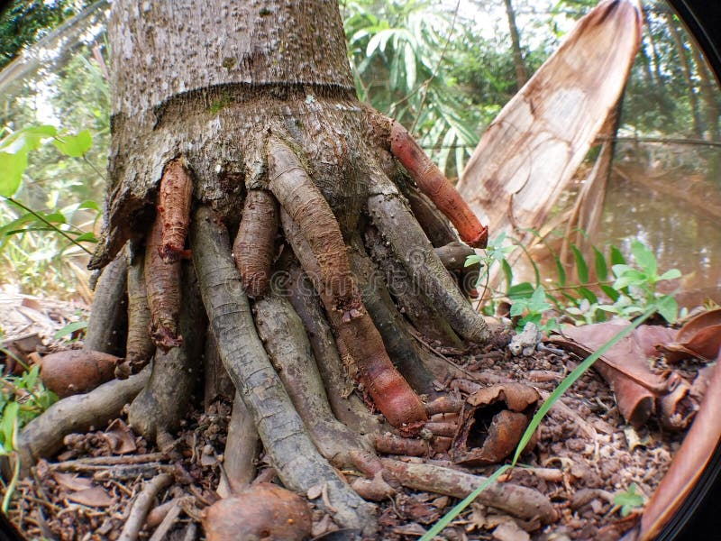 Areca Palm Tree Roots Sticking Out of the Ground Stock Image - Image of ...