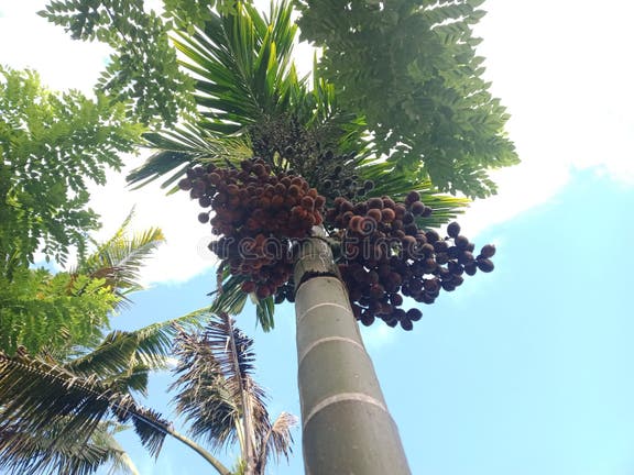 Areca palm tree stock photo. Image of areca, tree, fruit - 324028016