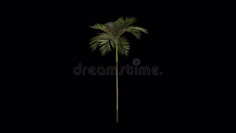 Areca Tree Blowing in the Wind. Wind Blows the Tree. Alpha Channel ...
