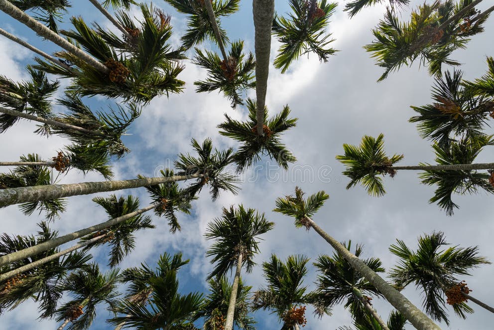 Areca tree stock image. Image of holiday, betel, coconut - 39724311
