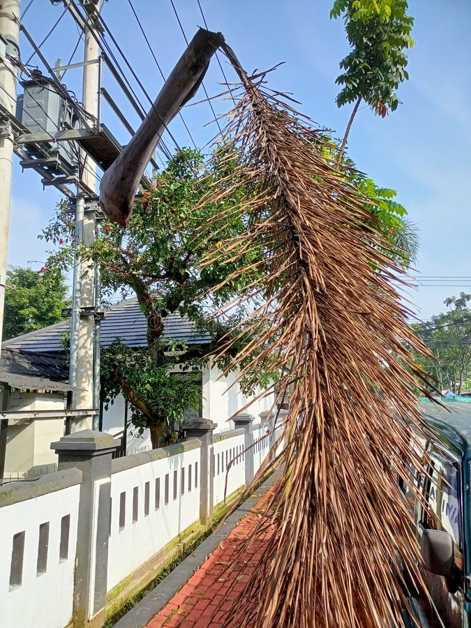 Areca Tree Branches Stuck in Power Lines Stock Image - Image of branch ...