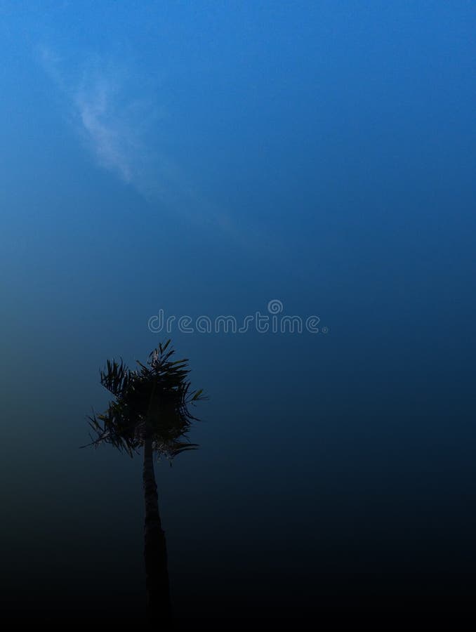 The Areca Tree is Photographed from Below in Dim Light Stock Photo ...