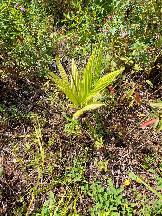 Pineapple Regency Stock Photos - Free & Royalty-Free Stock Photos from ...