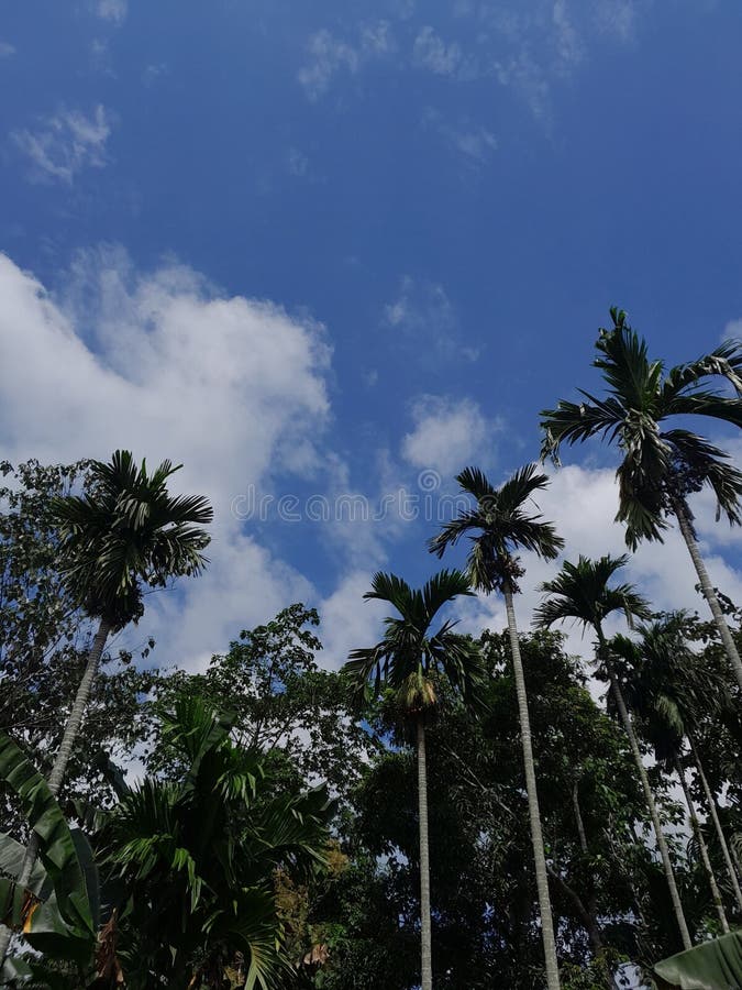 Areca tree seen from below stock photo. Image of tree - 278141168
