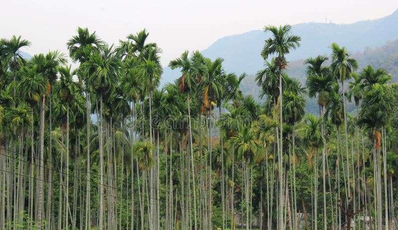 Areca trees stock image. Image of abstract, nature, outdoor - 92769253