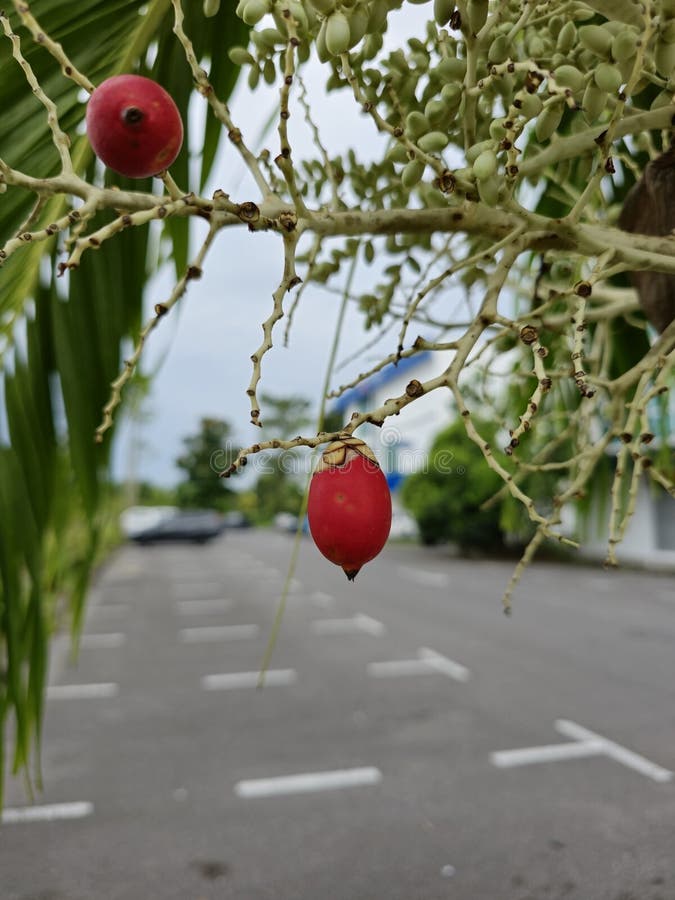 Areca Trees are Planted Along the Roadside As Landscaping and Provide a ...