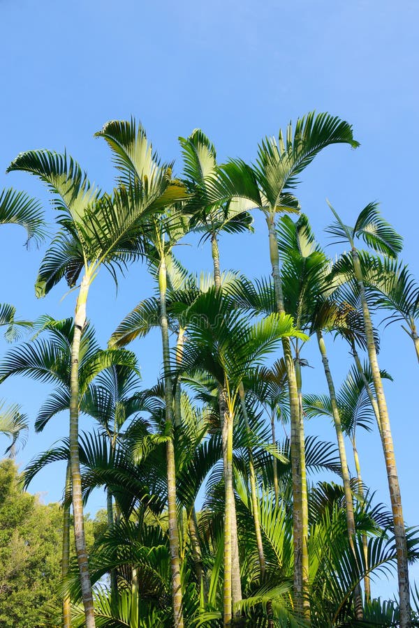Areca trees stock image. Image of tropical, landscape - 349239727