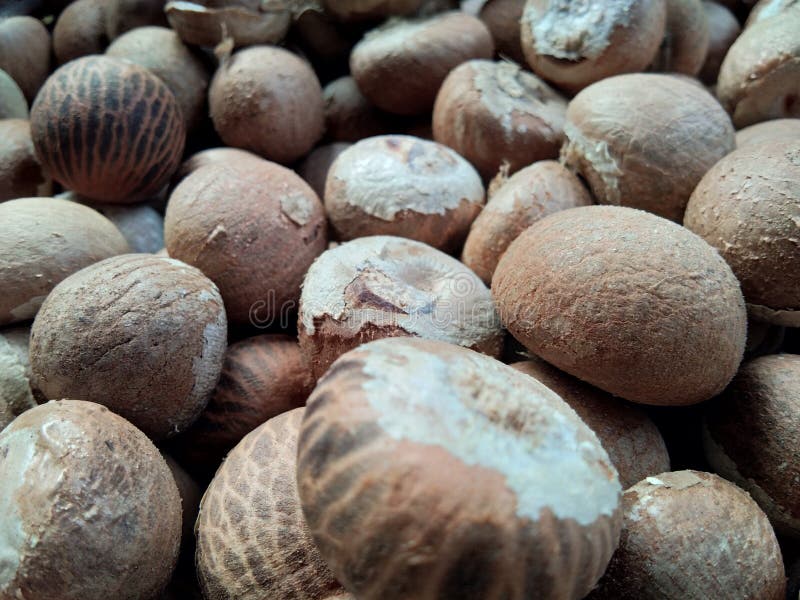 188 Arecanut Tree Stock Photos - Free & Royalty-Free Stock Photos from ...