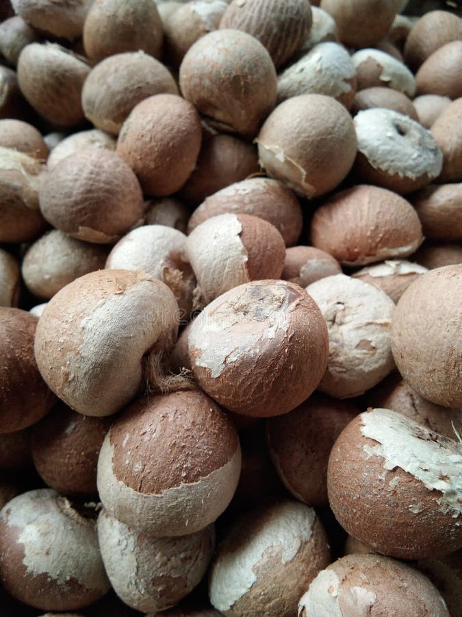 188 Arecanut Tree Stock Photos - Free & Royalty-Free Stock Photos from ...