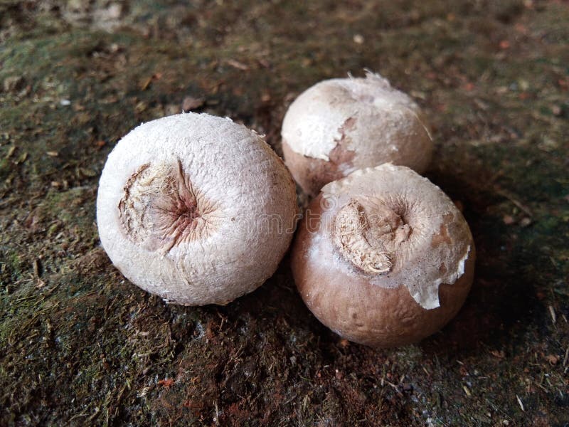 188 Arecanut Tree Stock Photos - Free & Royalty-Free Stock Photos from ...