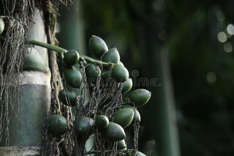 124 Arecanut Plant Stock Photos - Free & Royalty-Free Stock Photos from ...