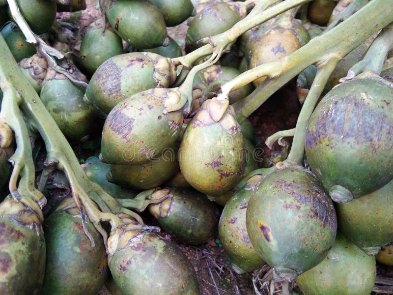 Arecanut stock photo. Image of asia, acre, adike, item - 102982008