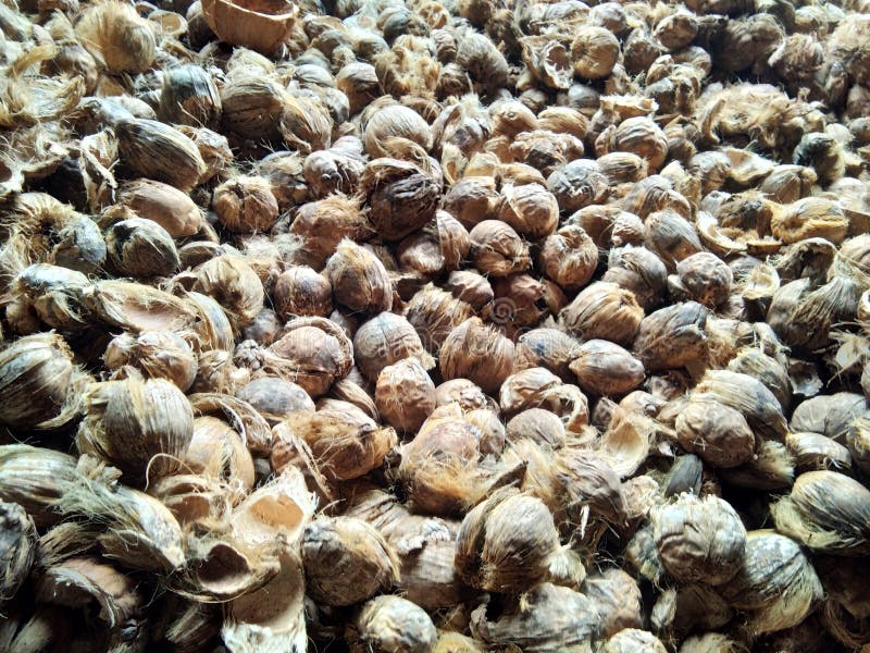 Arecanut stock photo. Image of gujarati, eating, indian - 102874854