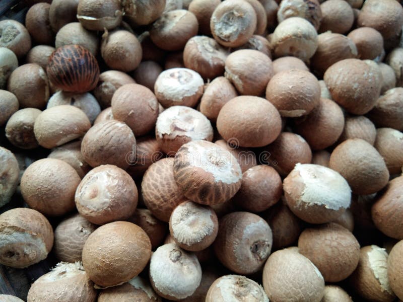 Arecanut stock photo. Image of crop, eating, kerala - 102870262