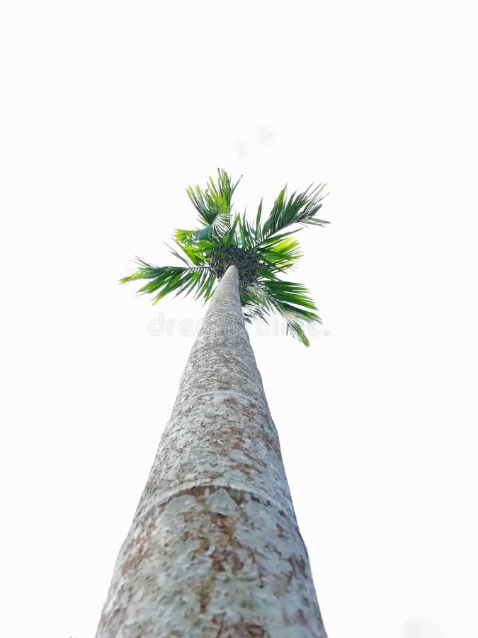 Arecanut tree, Maui stock photo. Image of arecanut, tropical - 35441992