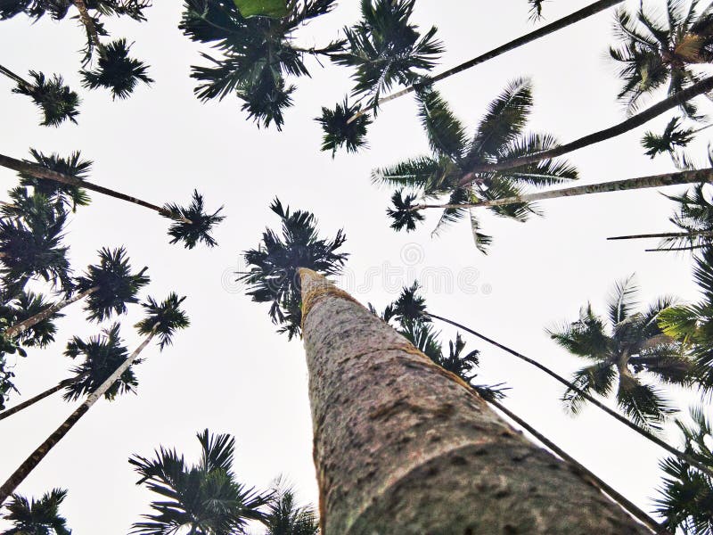 Arecanut trees stock photo. Image of arecanut, angle - 95721822