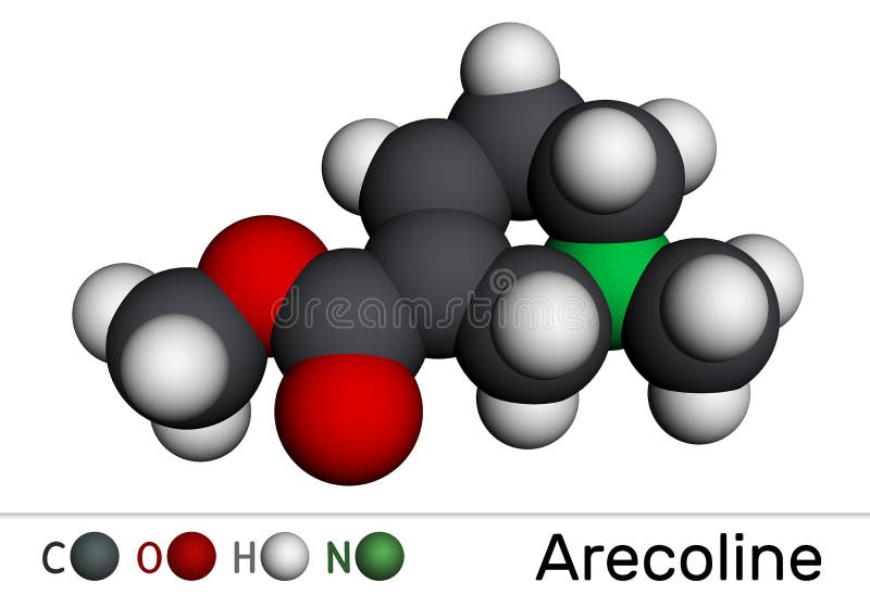 Arecoline Molecule. it is Lkaloid Obtained from the Betel Nut, Areca ...