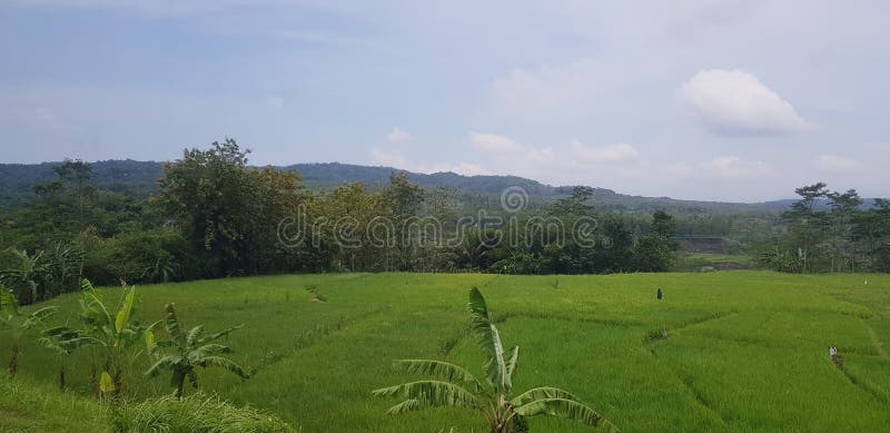 Areial rice field view stock photo. Image of grassland - 235212854