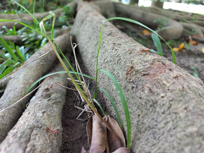 Arella Red Ants Nesting in a Tree Stock Image - Image of soil, autumn ...