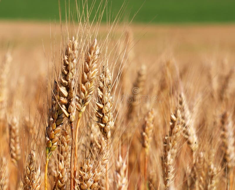 Aren Van Gouden Rijpe Tarwe Op Een Blauwe Hemelachtergrond Stock Foto ...