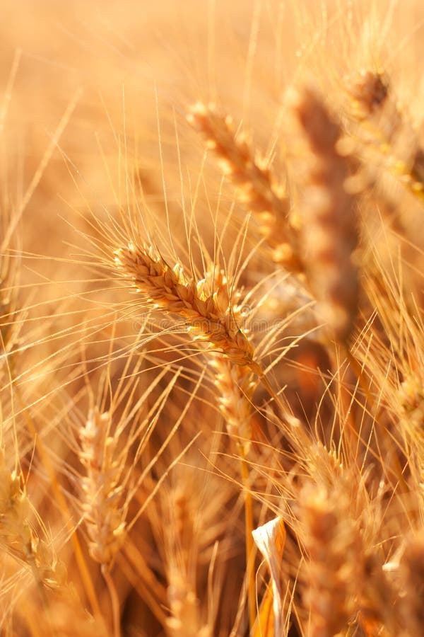 Tarwearen. Rijpe Maïskolven Stock Afbeelding - Image of aren, stammen ...