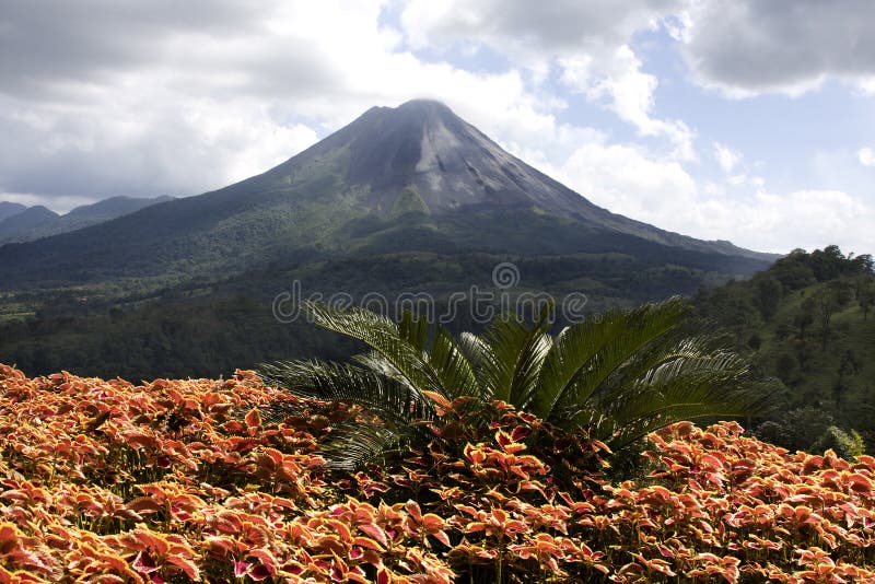 Arenal Volcano at dawn stock image. Image of trees, dawn - 31807