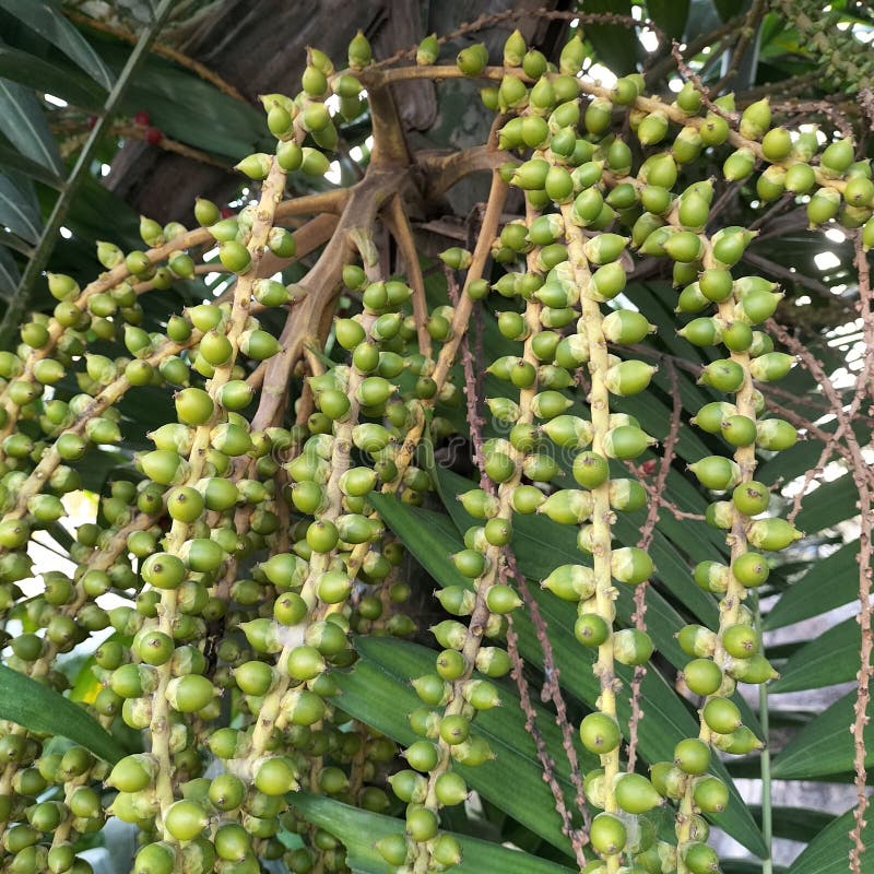 Arenga Engleri full fruit stock image. Image of arenga - 389908261