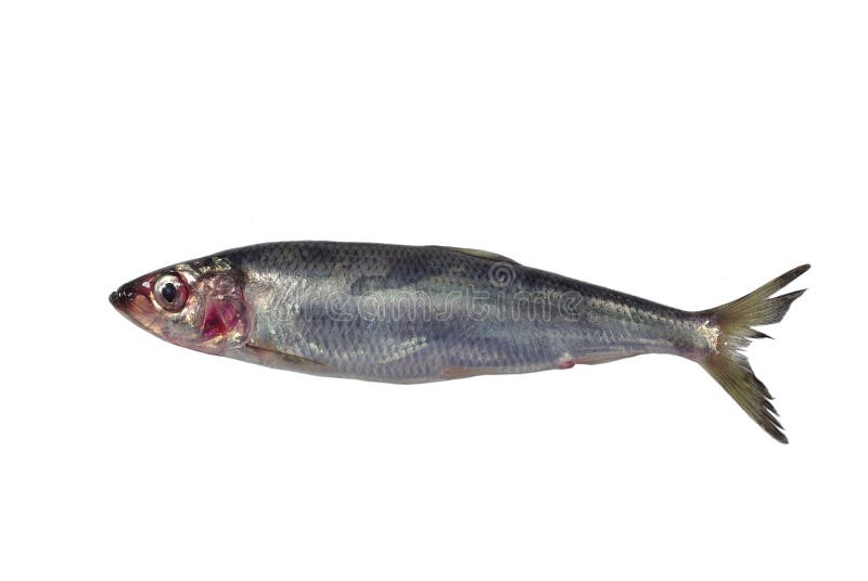 Arenque Fresco Aislado En Un Fondo Blanco. Marisco Foto de archivo ...