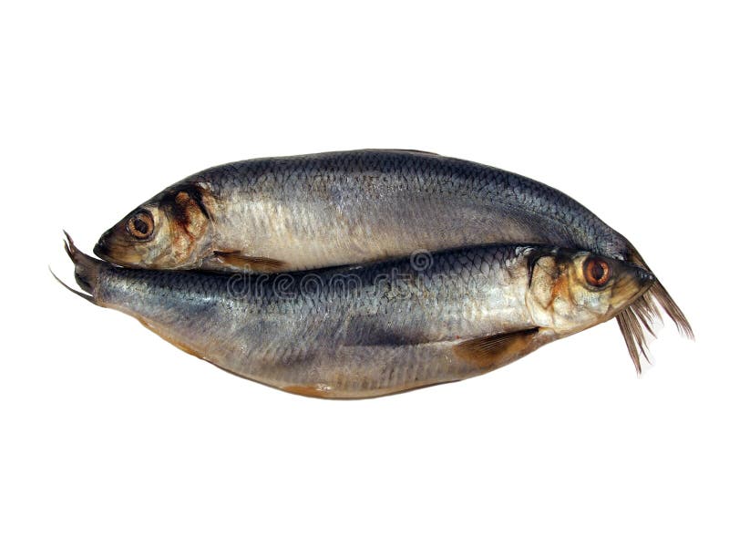 Arenques salados foto de archivo. Imagen de brillante - 2967796