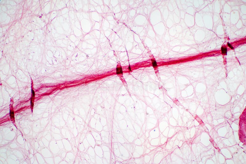Areolar Connective Tissue Under the Microscope View. Stock Image ...