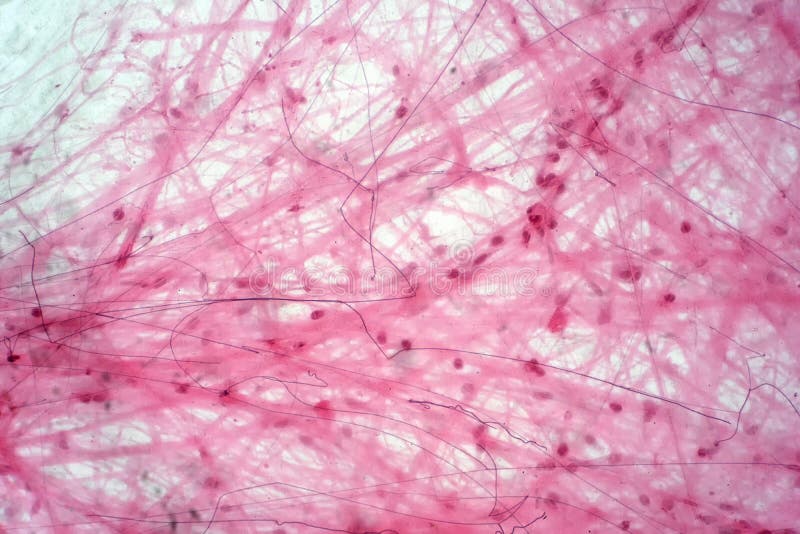 Areolar Connective Tissue Under the Microscope View Stock Photo - Image ...