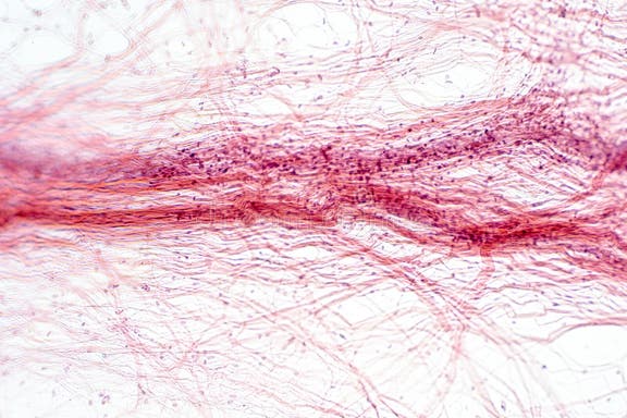 Animal Tissue Stock Illustrations – 3,152 Animal Tissue Stock ...