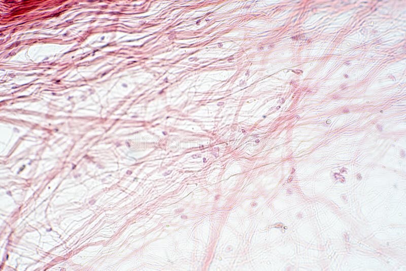 Areolar Connective Tissue Under the Microscope View Stock Illustration ...